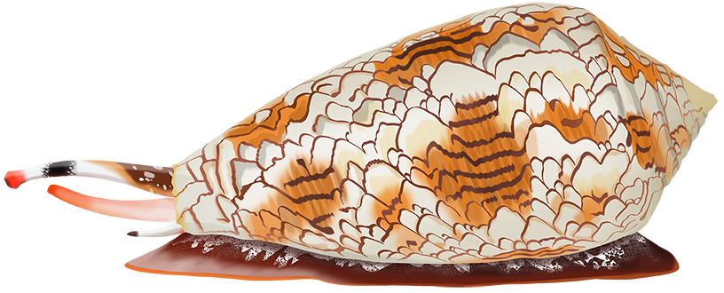 Textile Cone - Conus textile | Marinewise