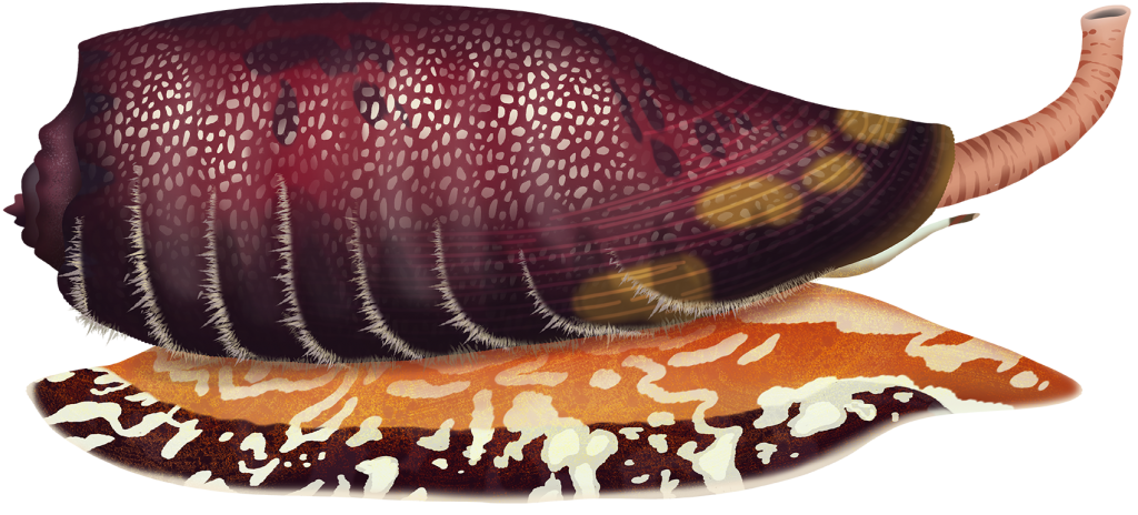 Geography Cone - Conus geographus | Marinewise