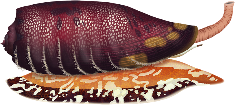 Geography Cone - Conus geographus | Marinewise