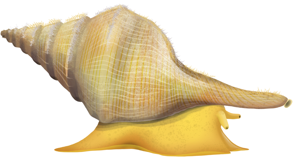 Australian Trumpet - Syrinx aruanus | Marinewise