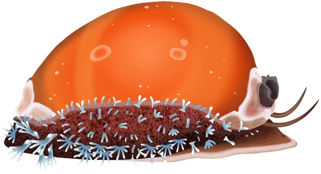Golden Cowrie - Callistocypraea aurantium | Marinewise