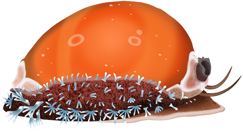 Golden Cowrie - Callistocypraea aurantium | Marinewise