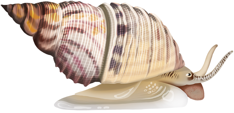 Girdled Periwinkle - Littoraria filosa | Marinewise