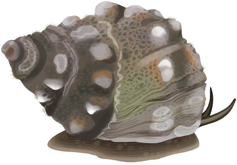 Pyramid Periwinkle - Nodilittorina pyramidalis | Marinewise