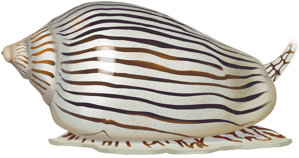 Zebra Volute - Amoria zebra | Marinewise
