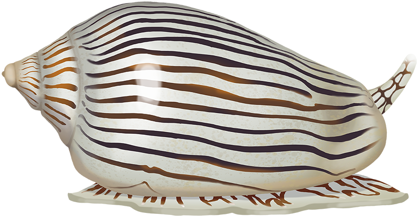Zebra Volute - Amoria zebra | Marinewise