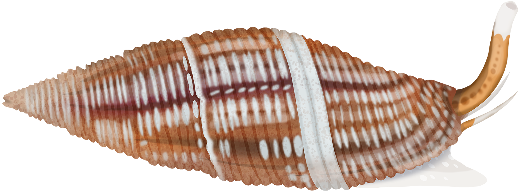 Variable Mitre - Quasimitra variabilis | Marinewise