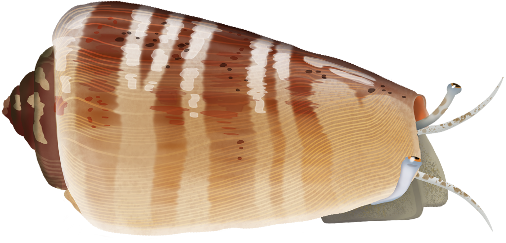 Red-mouthed Stromb - Strombus luhuanus | Marinewise