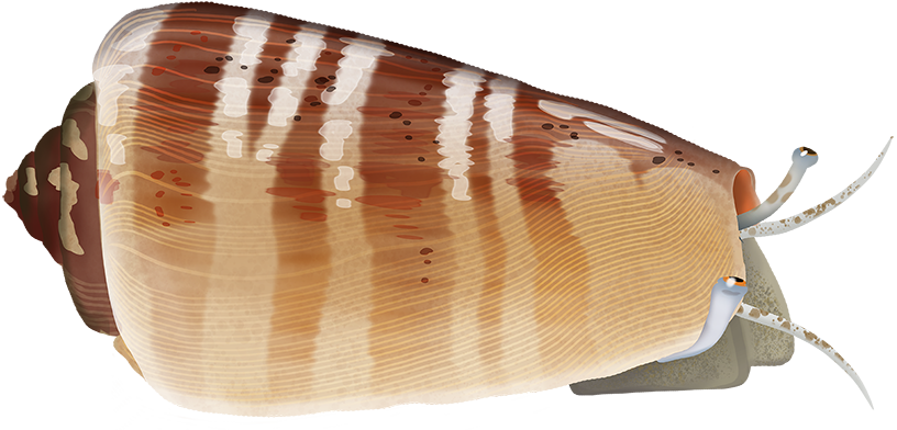 Red-mouthed Stromb - Strombus luhuanus | Marinewise