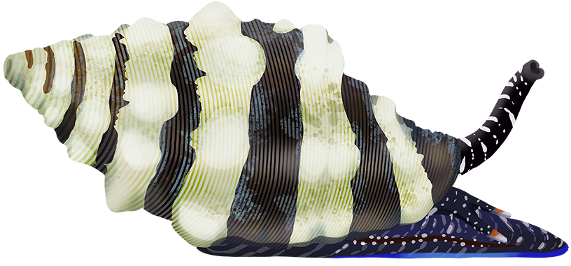 Red-mouthed Banded Whelk - Engina zonalis | Marinewise