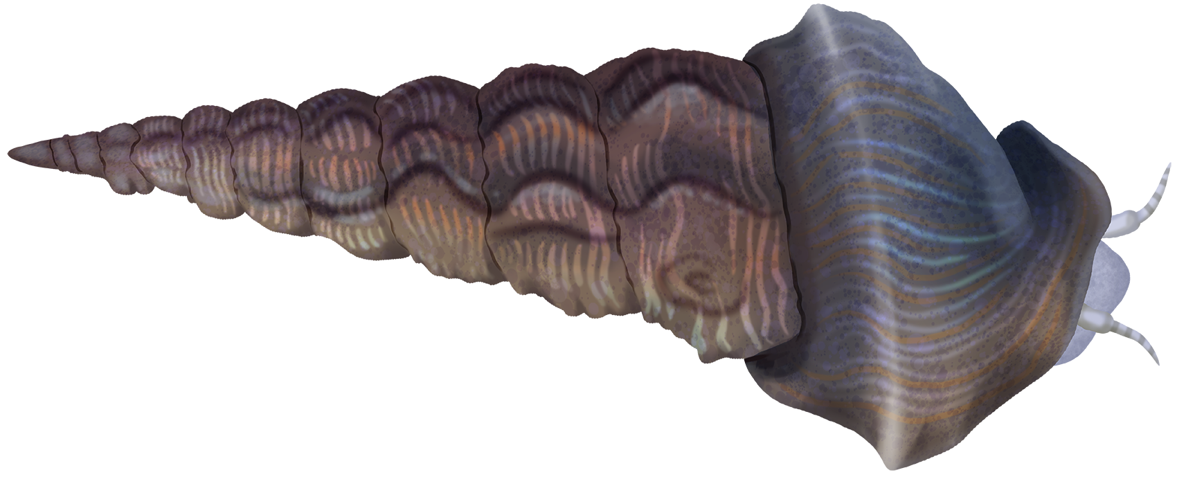 Hercules Club Mud Whelk - Pyrazus ebeninus | Marinewise