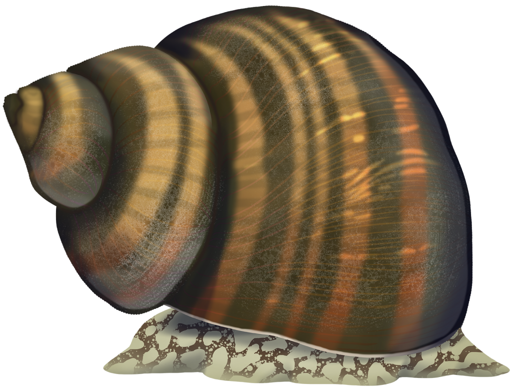 Military Turban - Turbo militaris | Marinewise