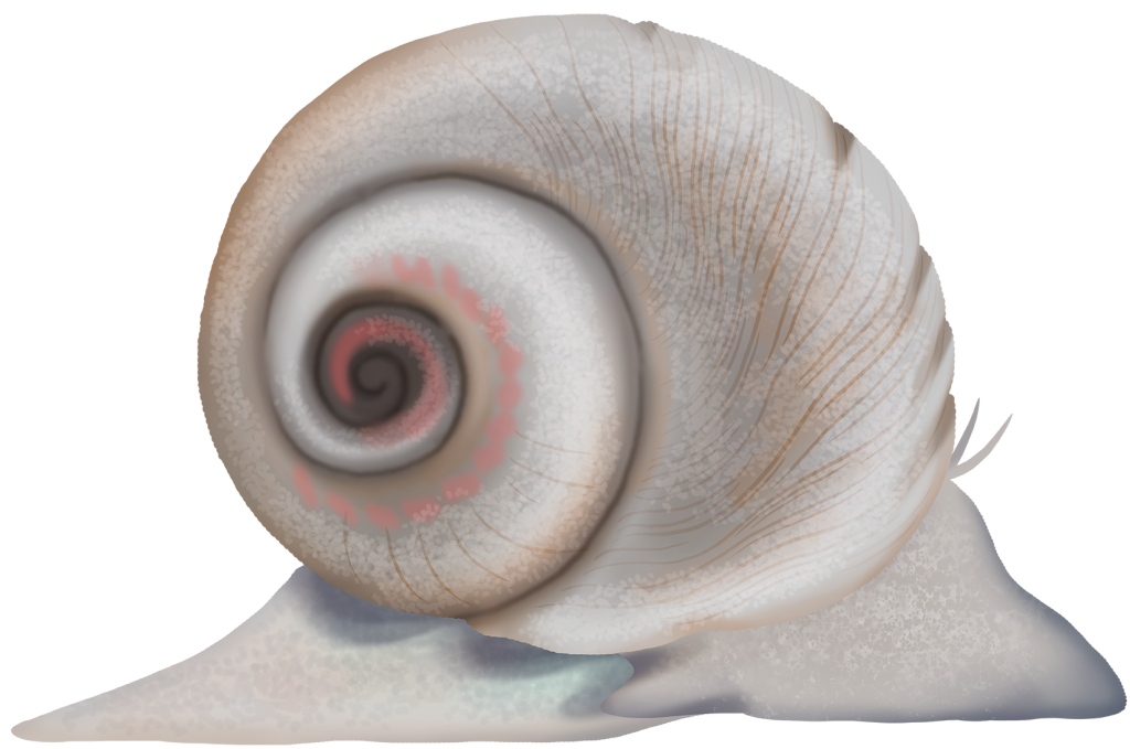 Leaden Sand Snail - Conuber sordidus | Marinewise
