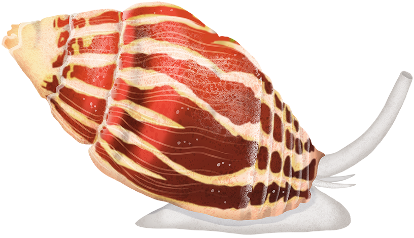 Fox Dove Snail - Pardalinops testudinaria | Marinewise