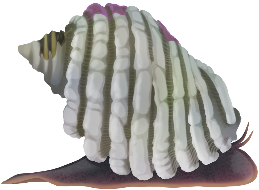 Cart-rut Whelk - Dicathais orbita | Marinewise