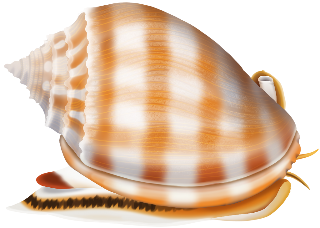 Banded Helmet - Phalium bandatum | Marinewise
