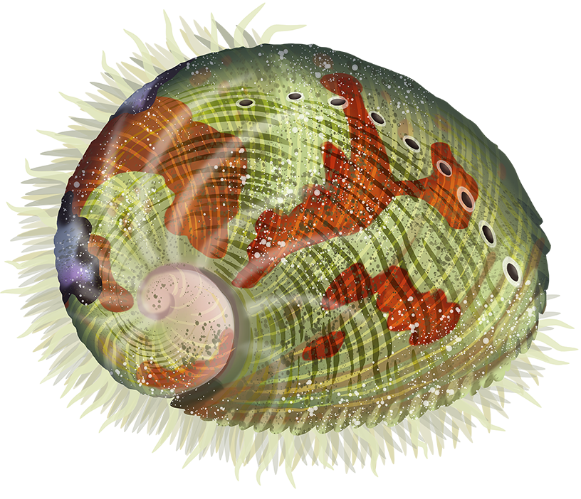 Roe's Abalone - Haliotis roei | Marinewise