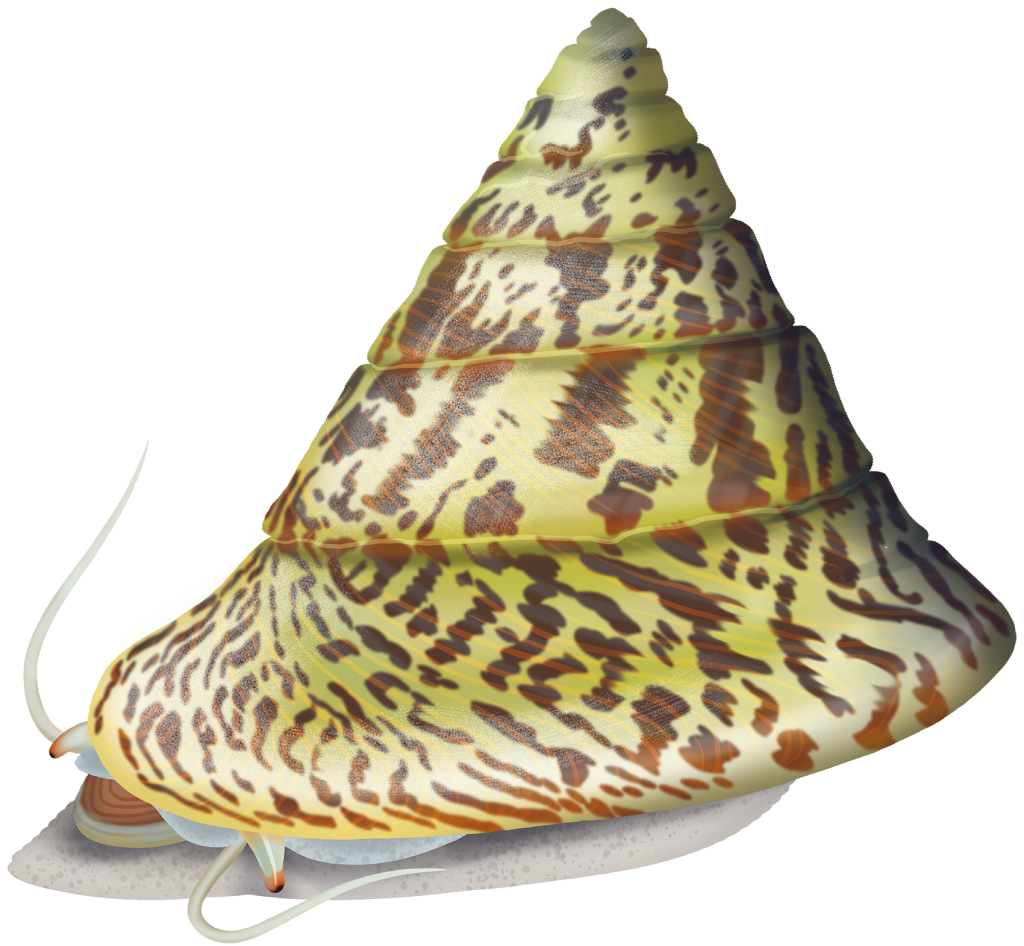 Top Shell - Trochus niloticus | Marinewise
