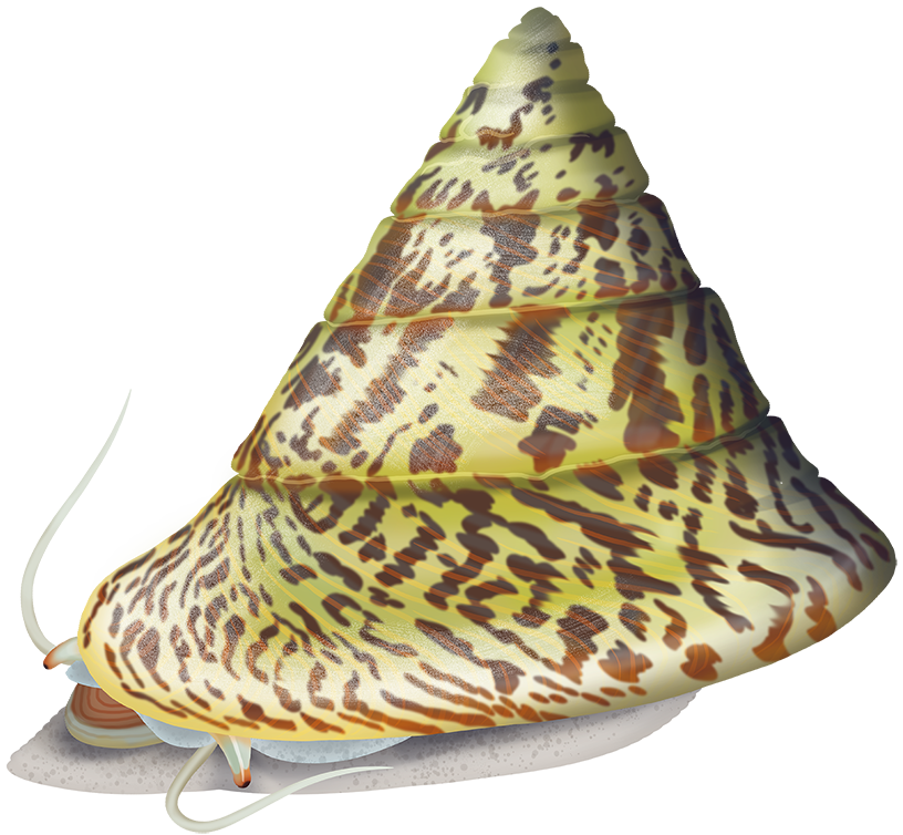 Top Shell - Trochus niloticus | Marinewise