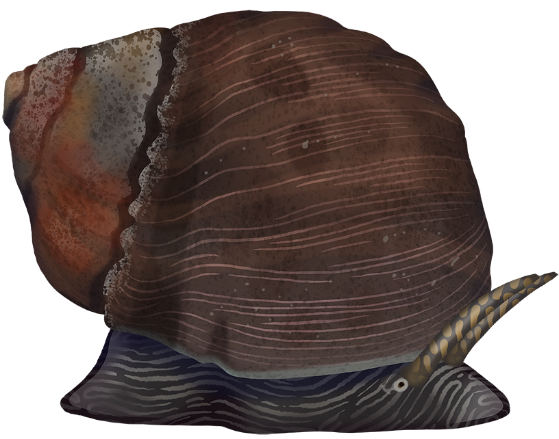 Periwinkle - Lunella undulata | Marinewise