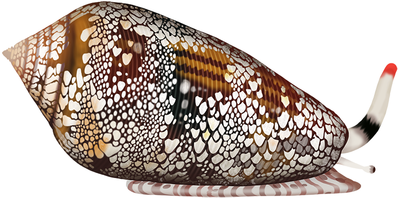 Tiger Cone - Conus canonicus | Marinewise