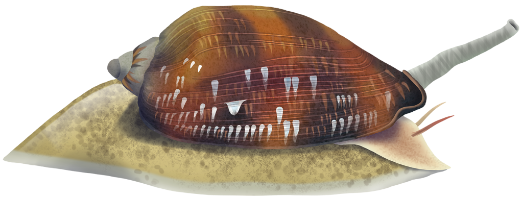 Magnificent Volute - Cymbiola magnifica | Marinewise
