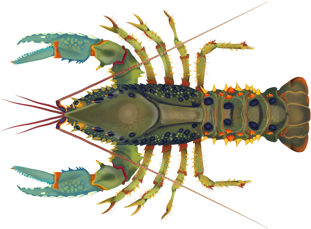 Spiny Crayfish - Euastacus spinifer | Marinewise