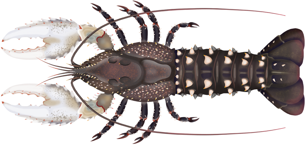 Murray Crayfish - Euastacus armatus | Marinewise