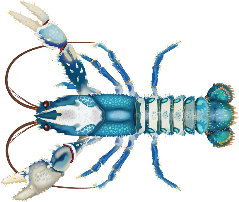 Lamington Crayfish - Euastacus sulcatus | Marinewise