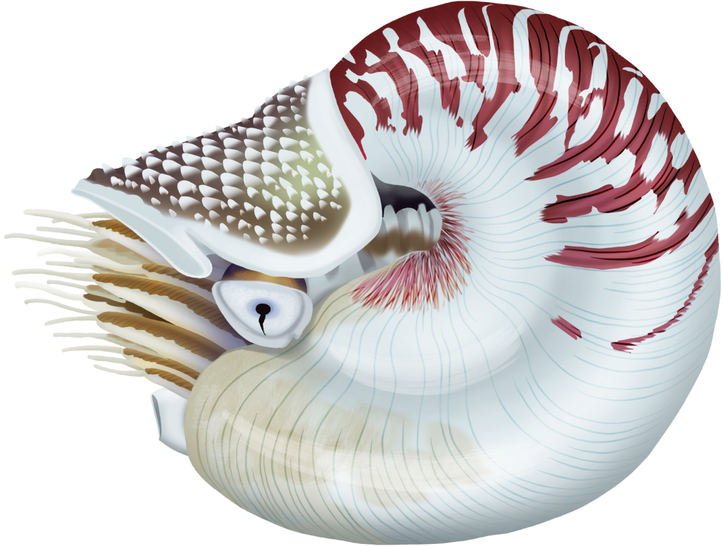 Chambered Nautilus - Nautilus pompilius | Marinewise