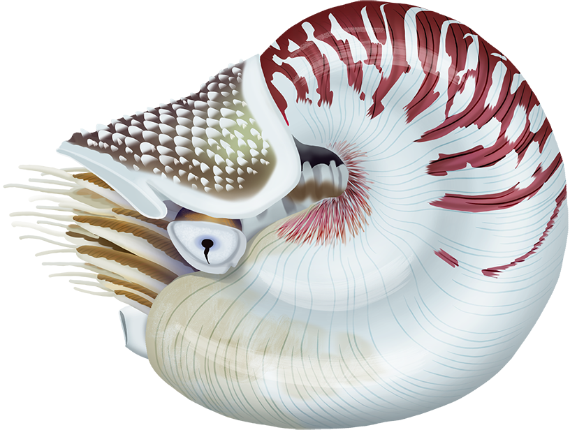 Chambered Nautilus - Nautilus pompilius | Marinewise