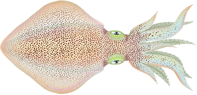 Southern Reef Squid - Sepioteuthis australis | Marinewise