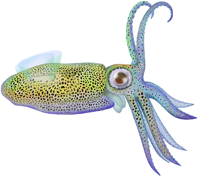 Southern Dumpling Squid - Euprymna tasmanica | Marinewise