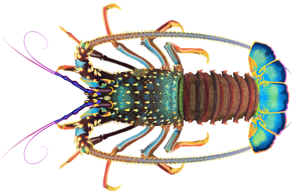 Double Spined Lobster - Panulirus penicillatus | Marinewise