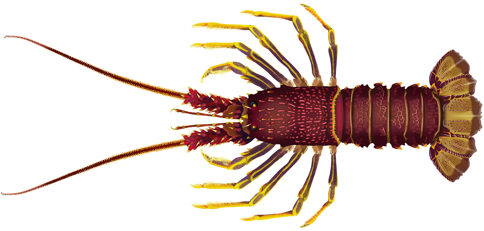 Southern Rock Lobster - Jasus edwardsii | Marinewise