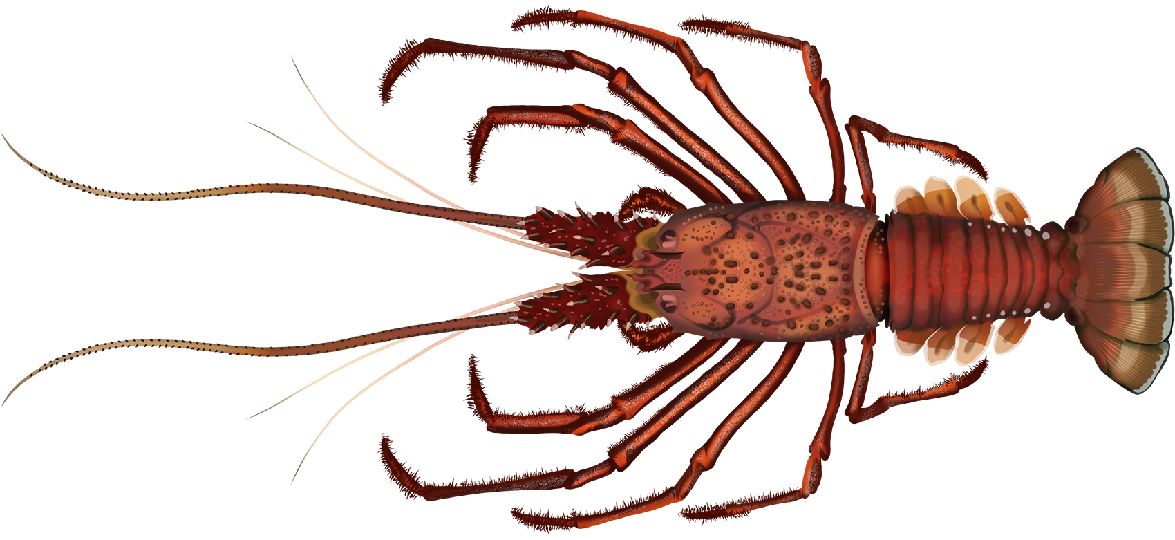 Western Rock Lobster - Panulirus cygnus | Marinewise