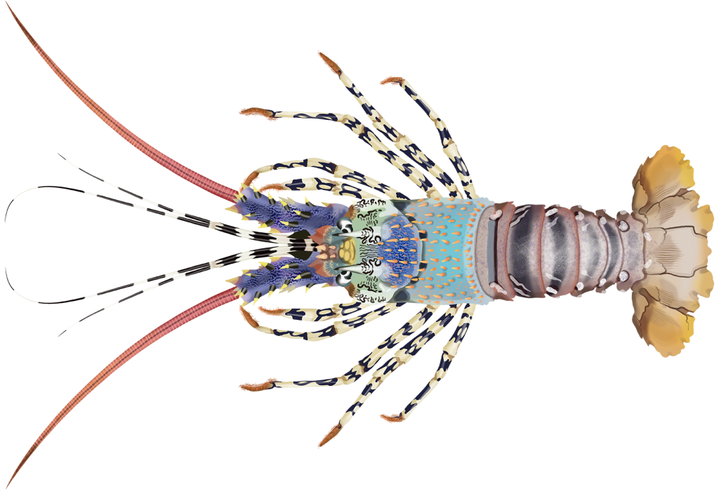 Ornate Rock Lobster - Panulirus ornatus | Marinewise
