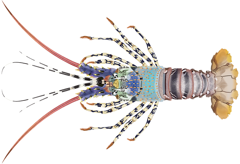 Ornate Rock Lobster - Panulirus ornatus | Marinewise