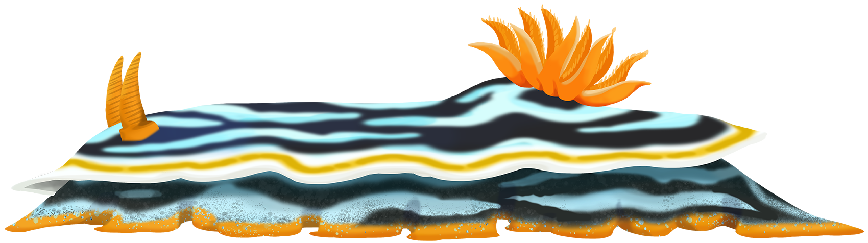 Magnificent Nudibranch - Chromodoris magnifica | Marinewise