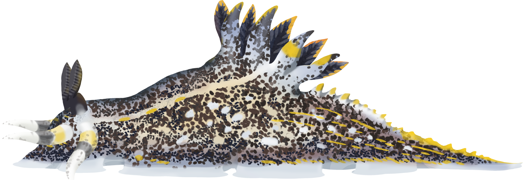 Hedgpeth's Dorid - Polycera hedgpethi | Marinewise