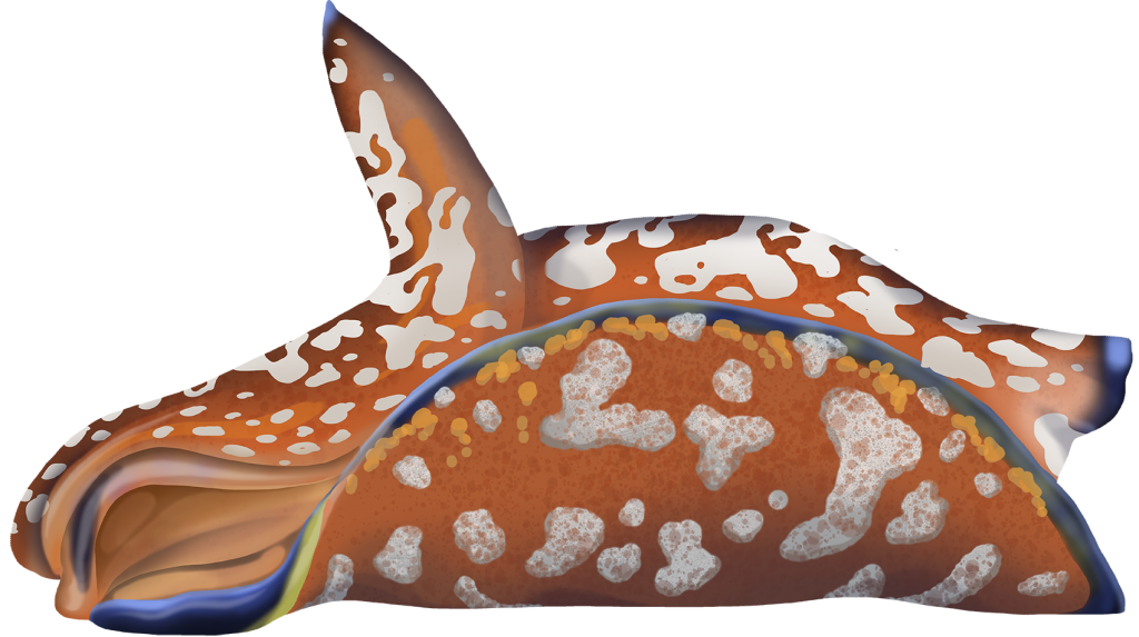 Blue Margin Headshield Slug - Philinopsis speciosa | Marinewise