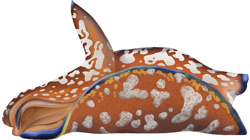 Blue Margin Headshield Slug - Philinopsis speciosa | Marinewise