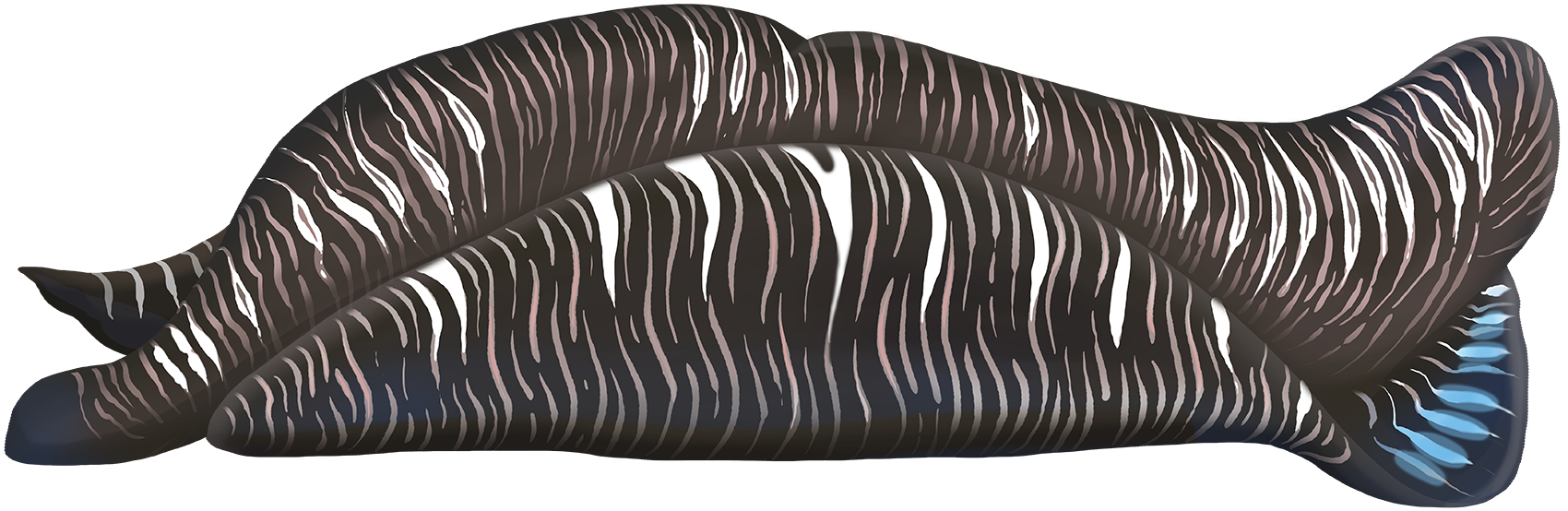 Head Shield Sea Slug - Philinopsis lineolata | Marinewise