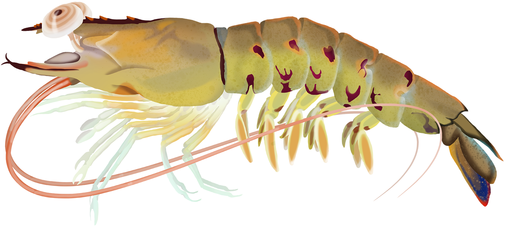 Western King Prawn - Melicertus latisulcatus | Marinewise