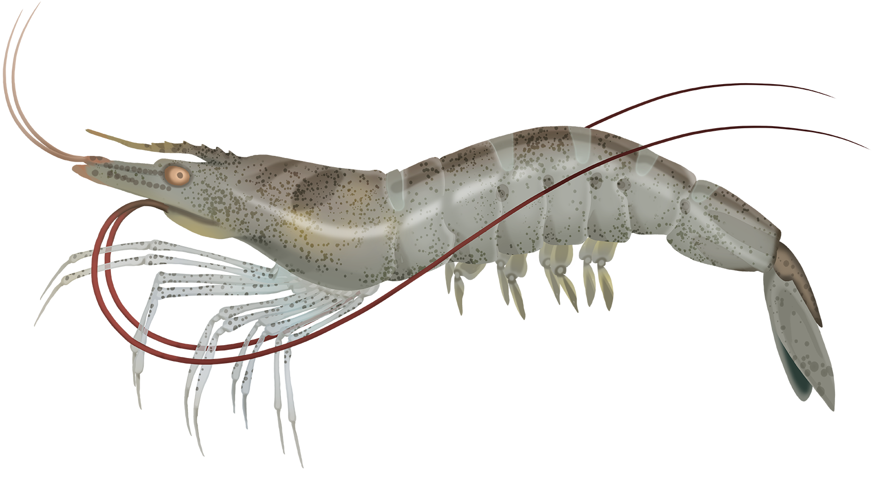 Eastern School Prawn - Metapenaeus macleayi | Marinewise