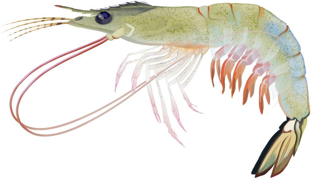 Red Leg Banana Prawn - Fenneropenaeus indicus | Marinewise