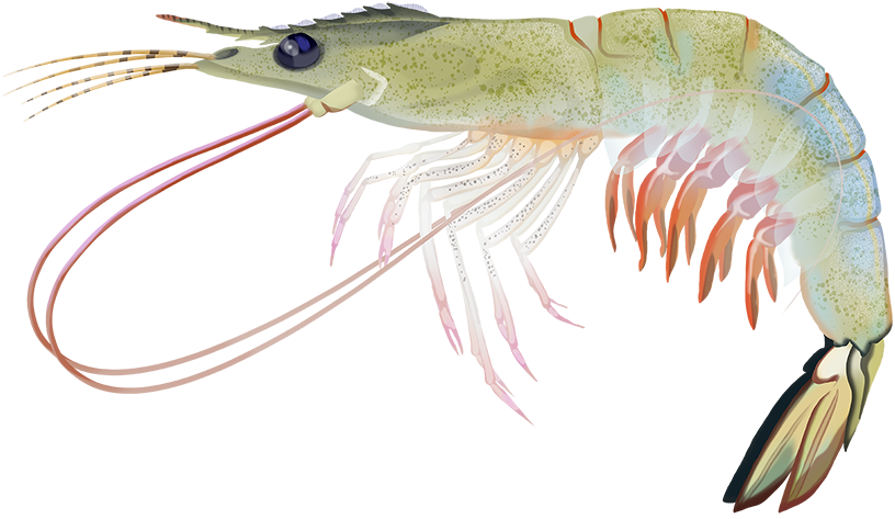 Red Leg Banana Prawn - Fenneropenaeus indicus | Marinewise