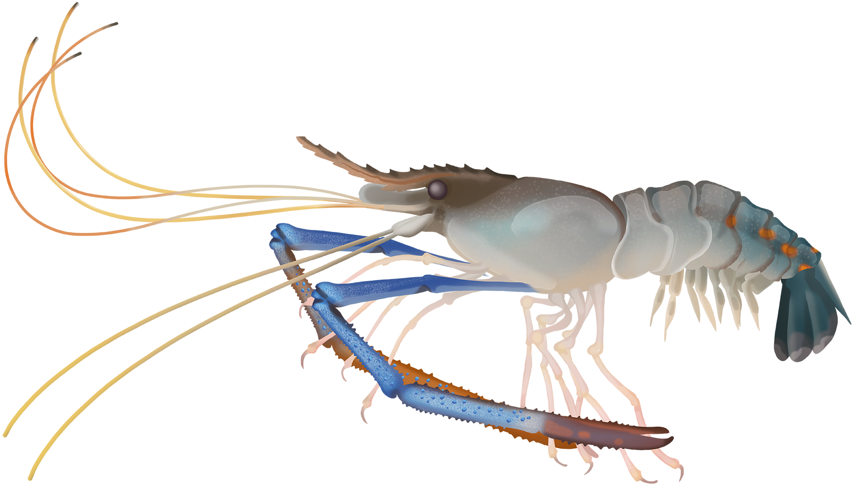 Giant Freshwater Prawn - Macrobrachium rosenbergii | Marinewise