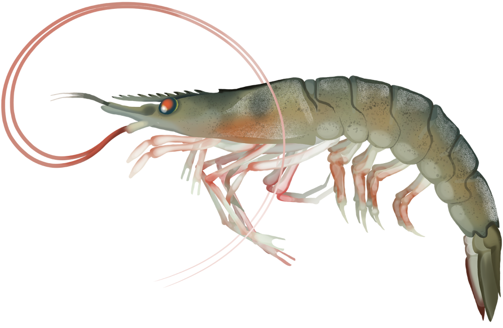 Endeavour Prawn - Metapenaeus ensis | Marinewise