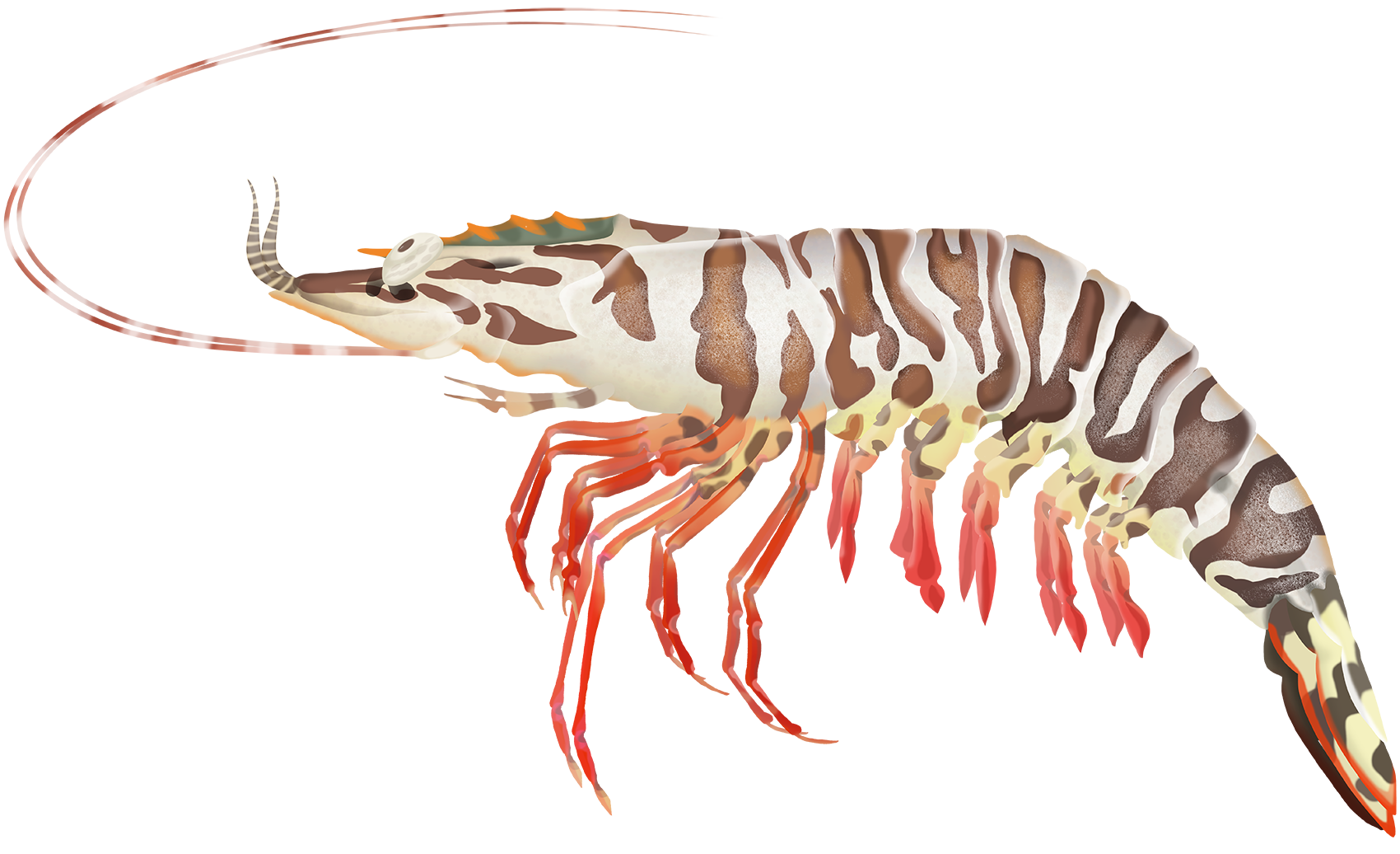 Brown Tiger Prawn - Penaeus esculentus | Marinewise